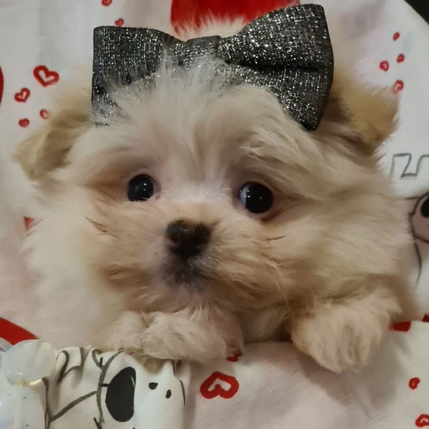 Мальчишка с красивым личиком