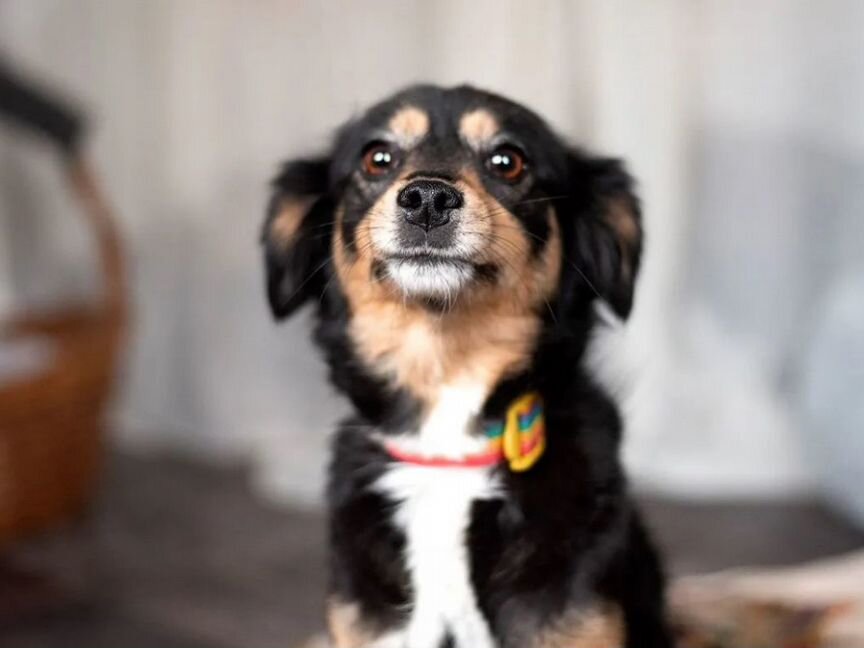 Красотка Лейла ищет дом