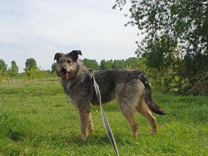 Собака в добрые руки