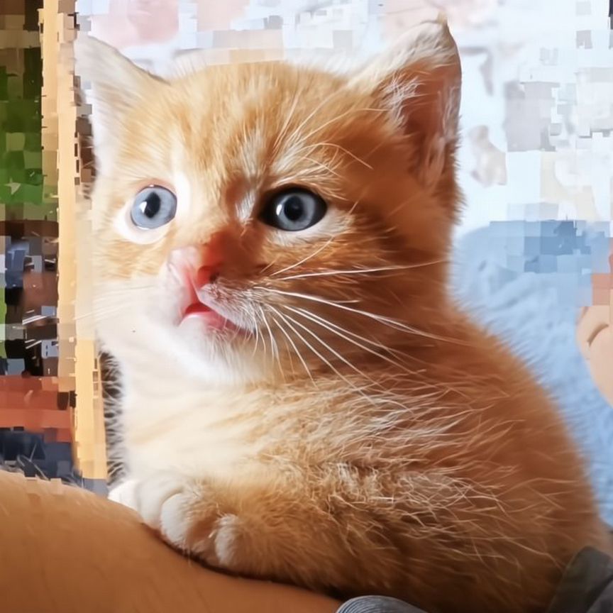Британский короткошёрстный котёнок