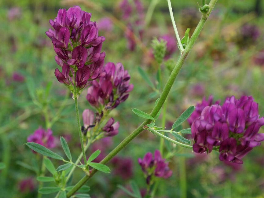 Семена Люцерны