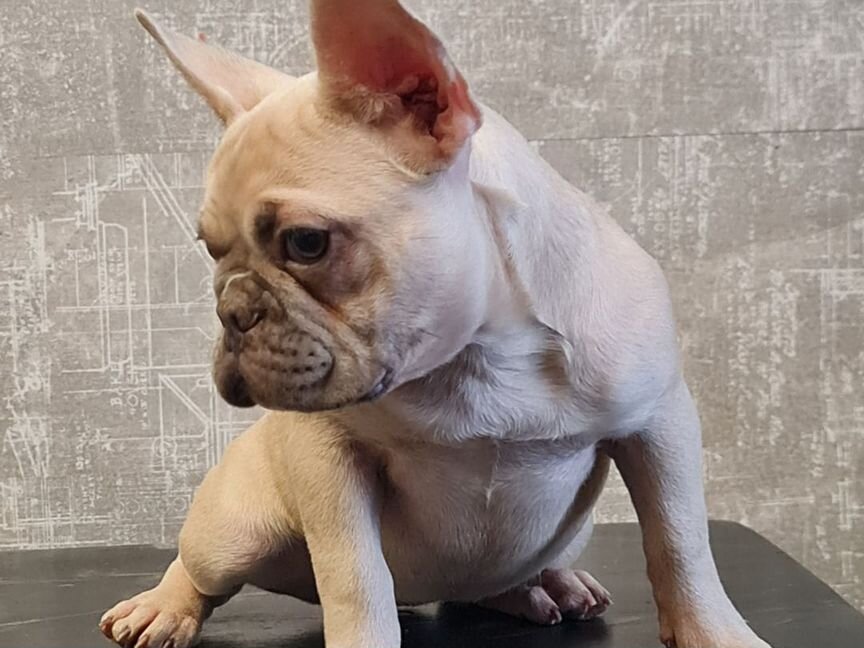 Фр. бульдог дев. лил-палевая с ношением изабеллы