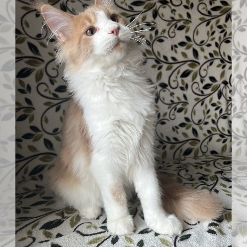 Мейн-кун котёнок