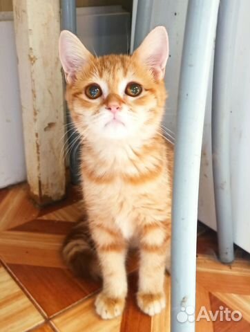 Котик в добрые руки