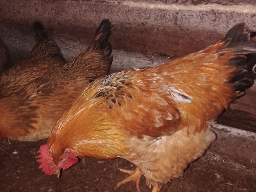 Молодые петухи