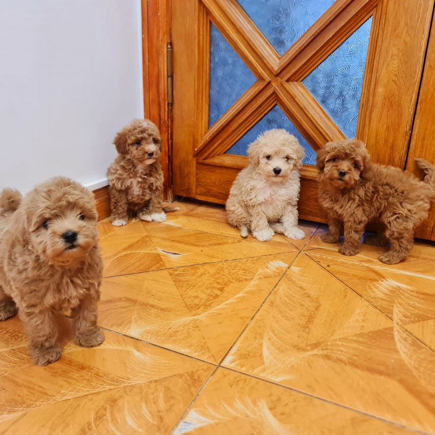 Щенки мальтипу бейбифейс