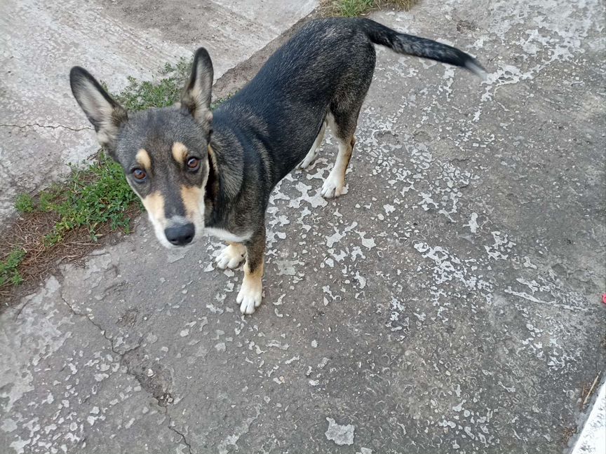 Молодой пес в добрые руки