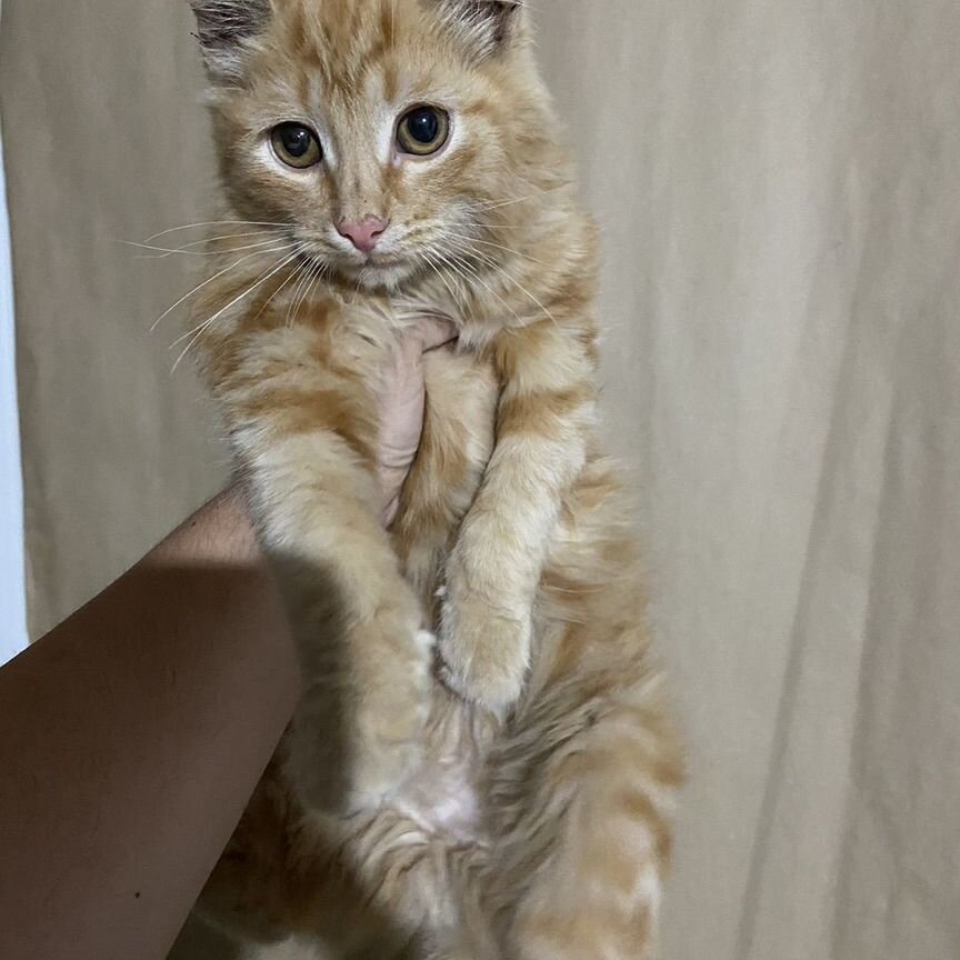 Котяенок в добрые руки