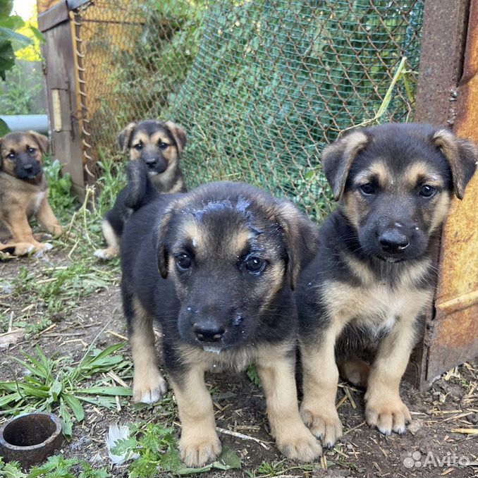 Щенки ищют дом )