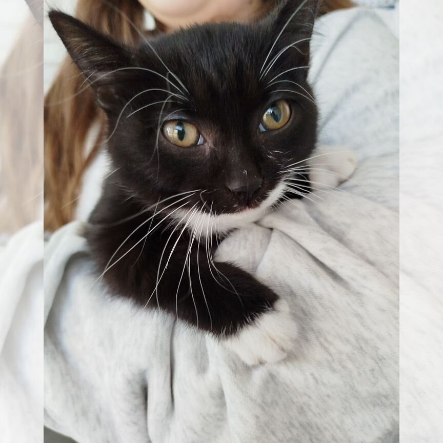 Котенок девочка в добрые руки