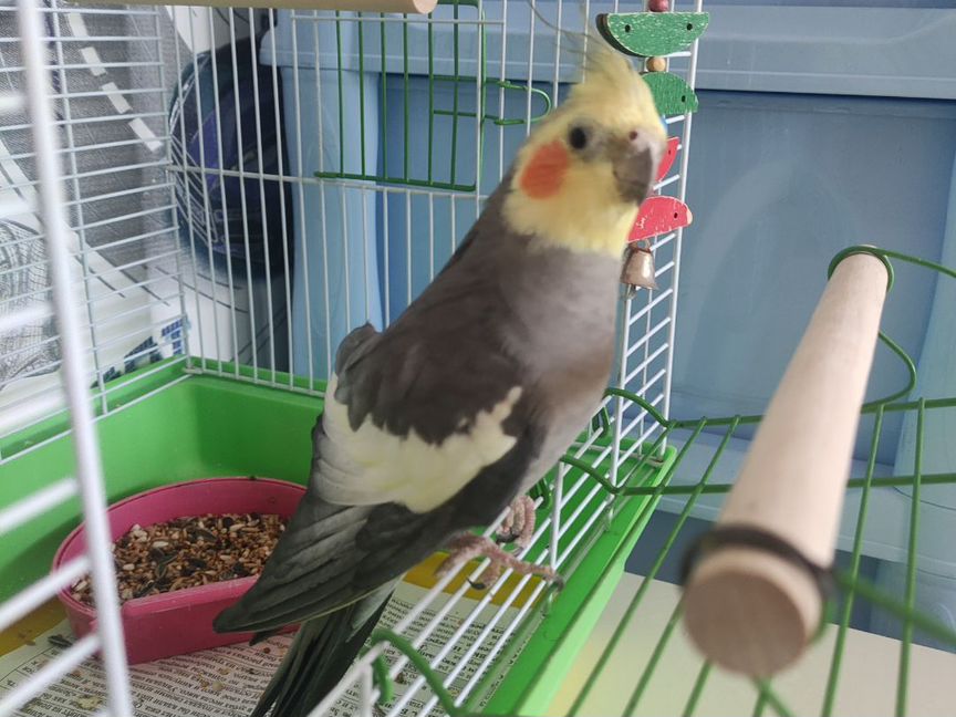 Попугай корелла с клеткой