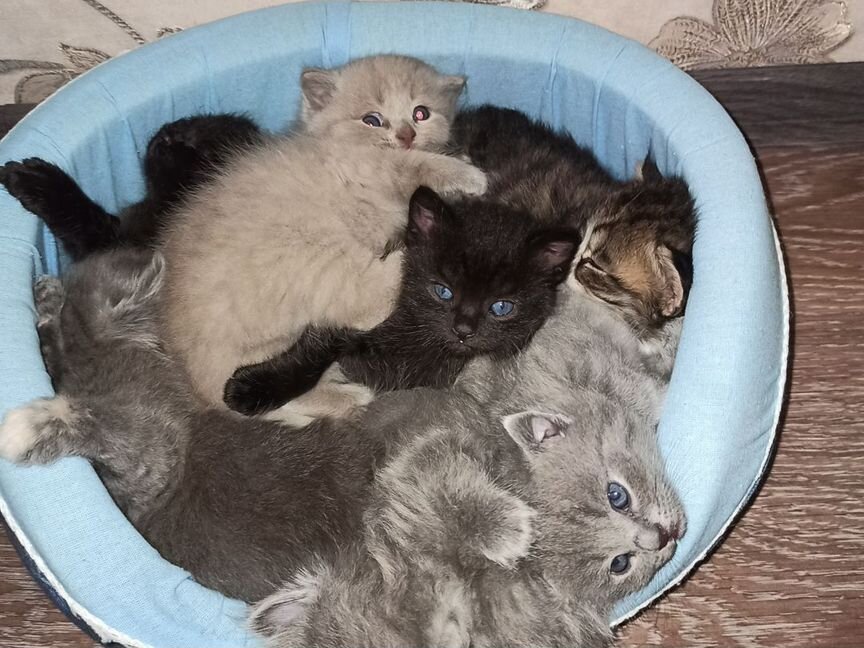 Кошка Британская