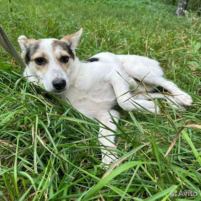 Мальта ищет дом