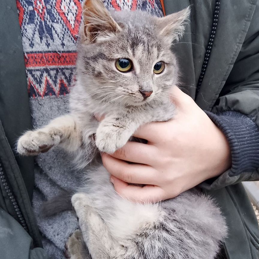 Котёнок в добрые руки