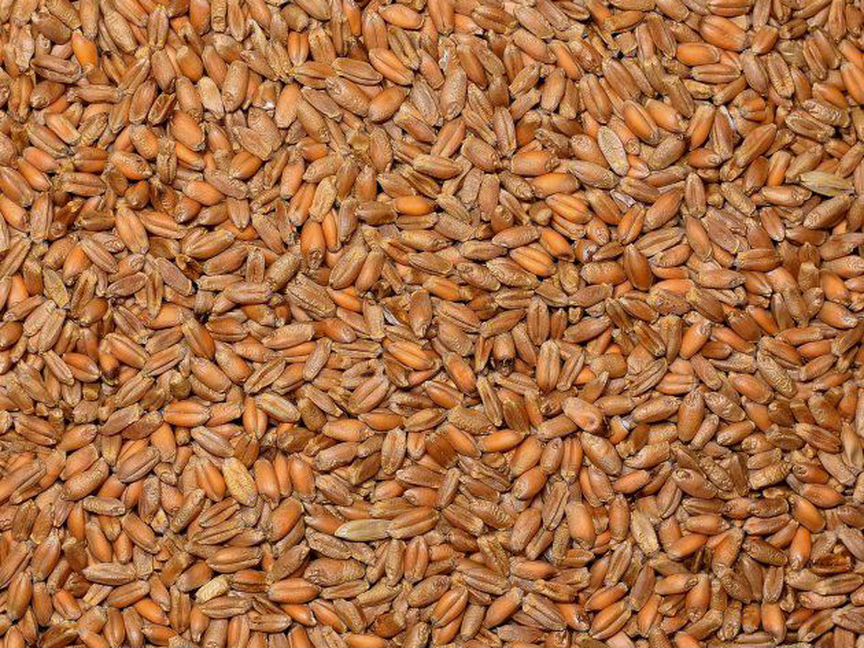 Продаётся зерно