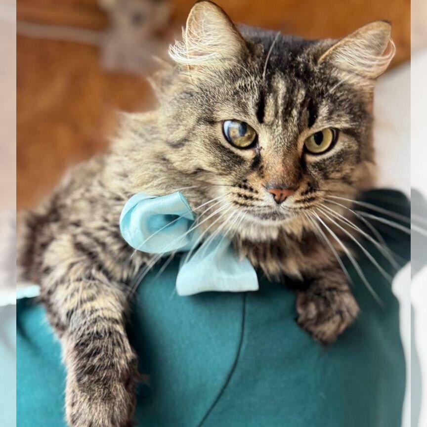 Взрослая кошка в добрые руки