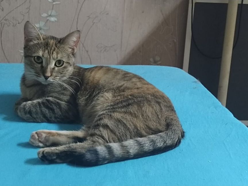 Молодая кошечка ищет дом