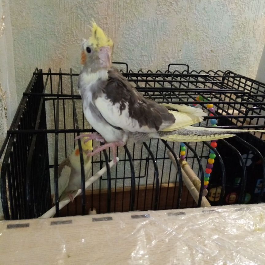 Попугай корелла нимфа