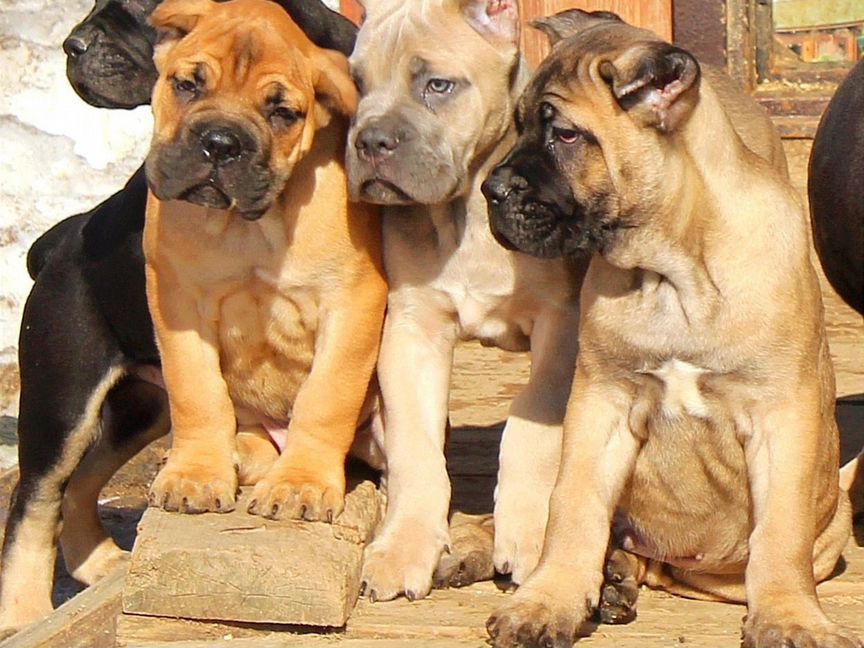 Кане Корсо наши яркие малыши