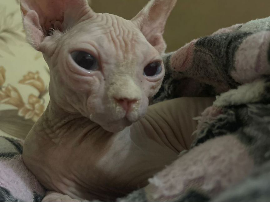 Канадский сфинкс котенок девочка