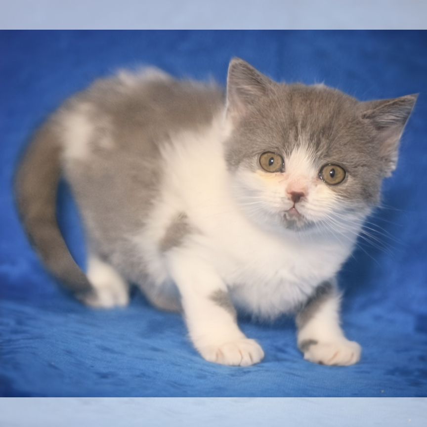 Британский короткошёрстный котёнок