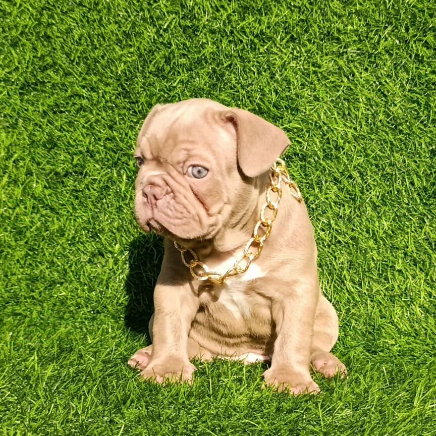 Французский бульдог щенки изабелла