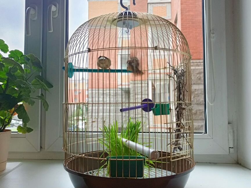 Амадины и клетка