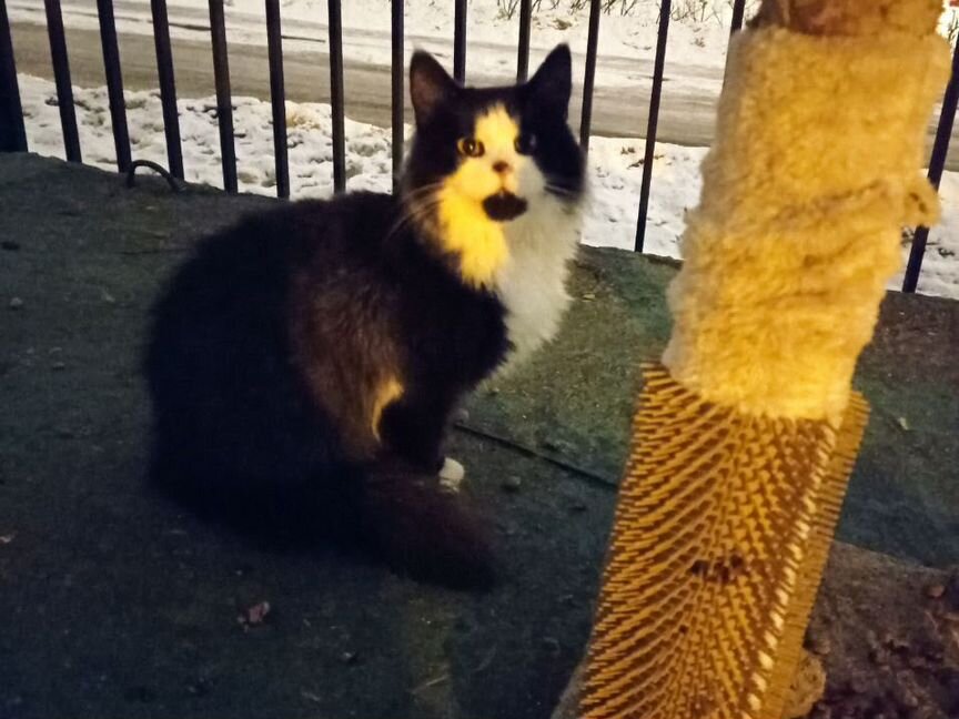 Котик ищет дом, кастрирован
