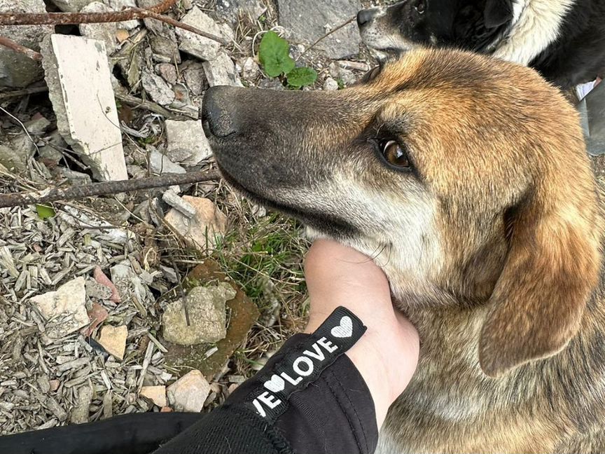 Собака в добрые руки