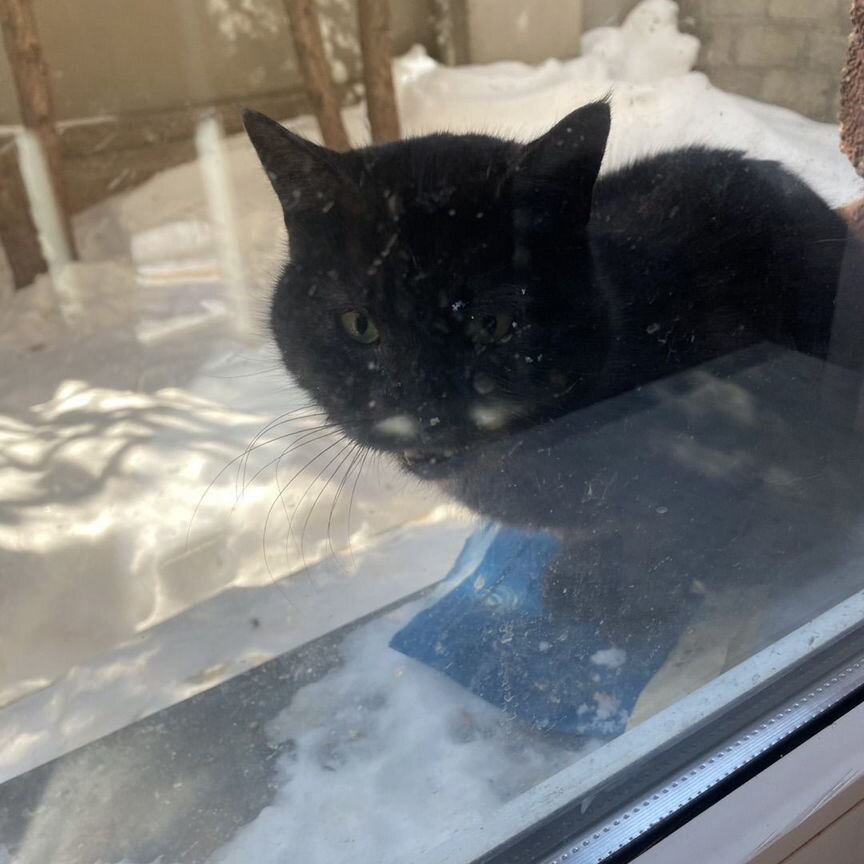 Кот чей Нуждается в помощи