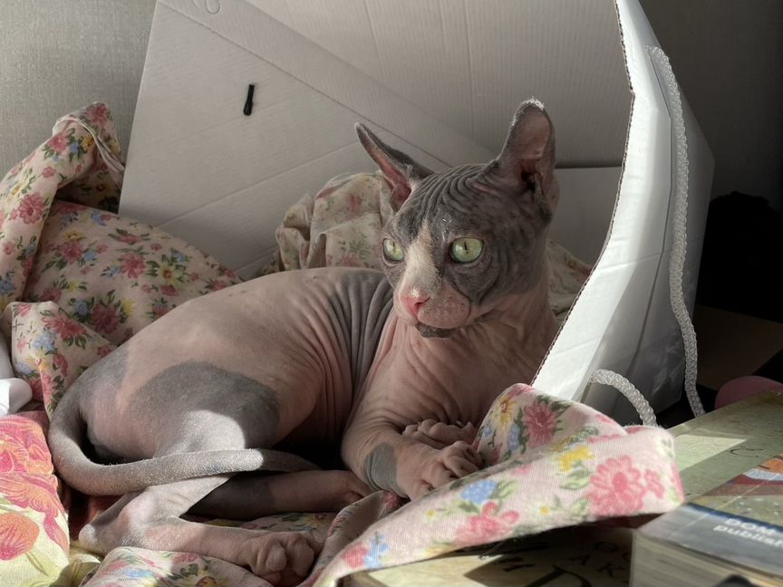 Эльф в добрые руки