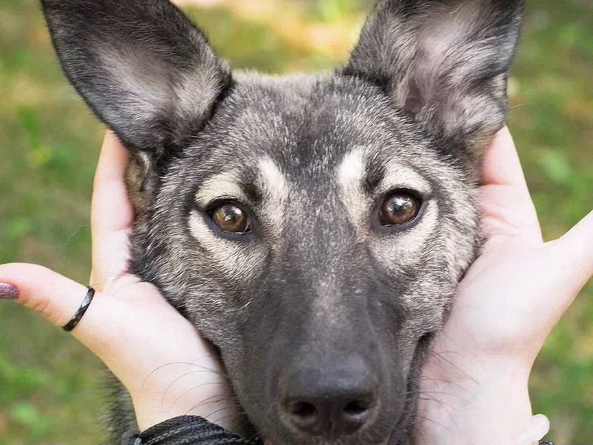 Милейшей собаке нужен дом
