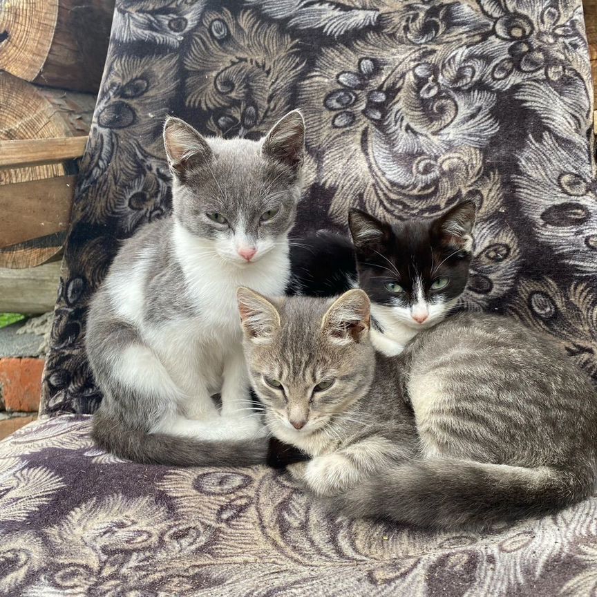 Котятя 6-7 месяцев