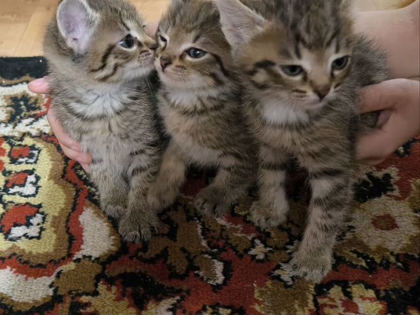 Редкие тёх цветные котята от кошки мышеловки