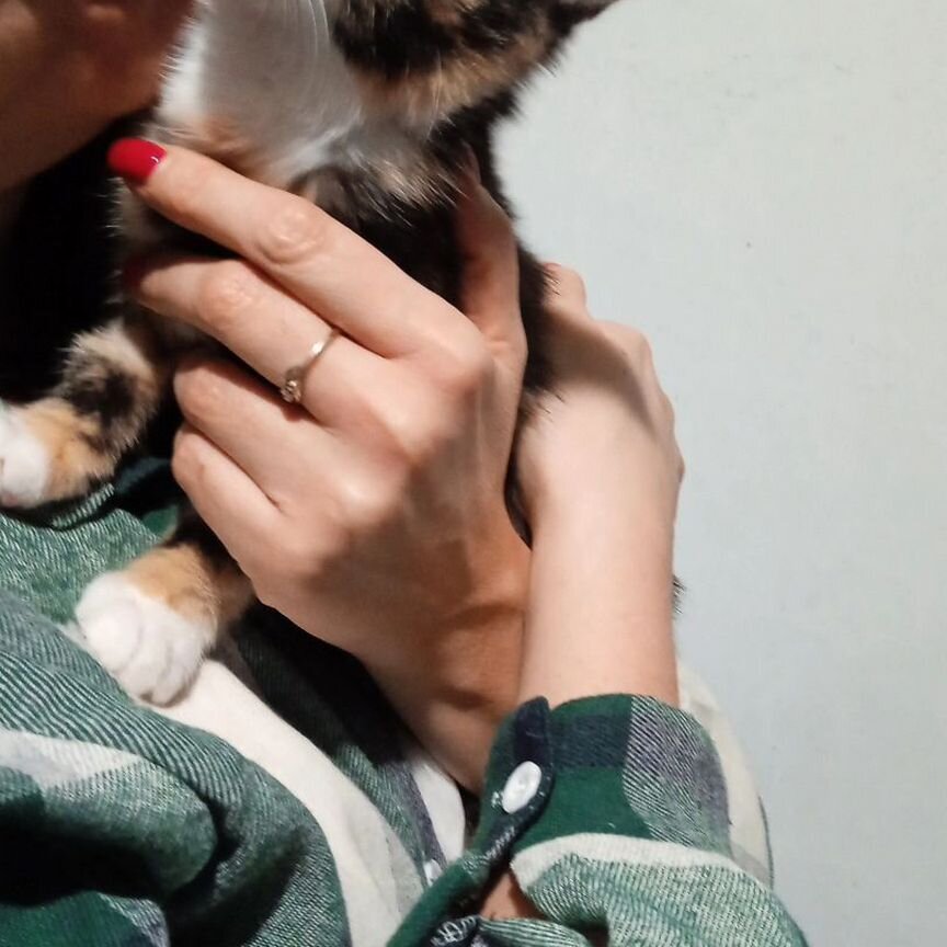 Очень ласковый котенок