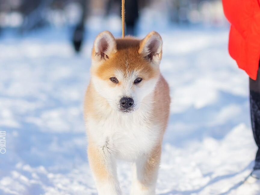 Собака акита ину щенки