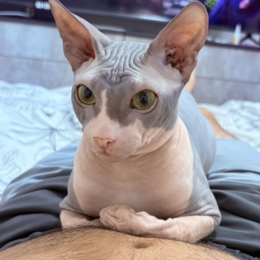 Донской сфинкс котёнок