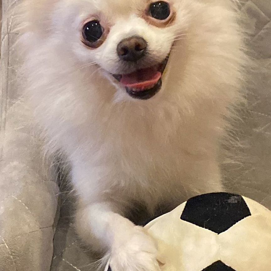 Отдам в хорошие руки шпица