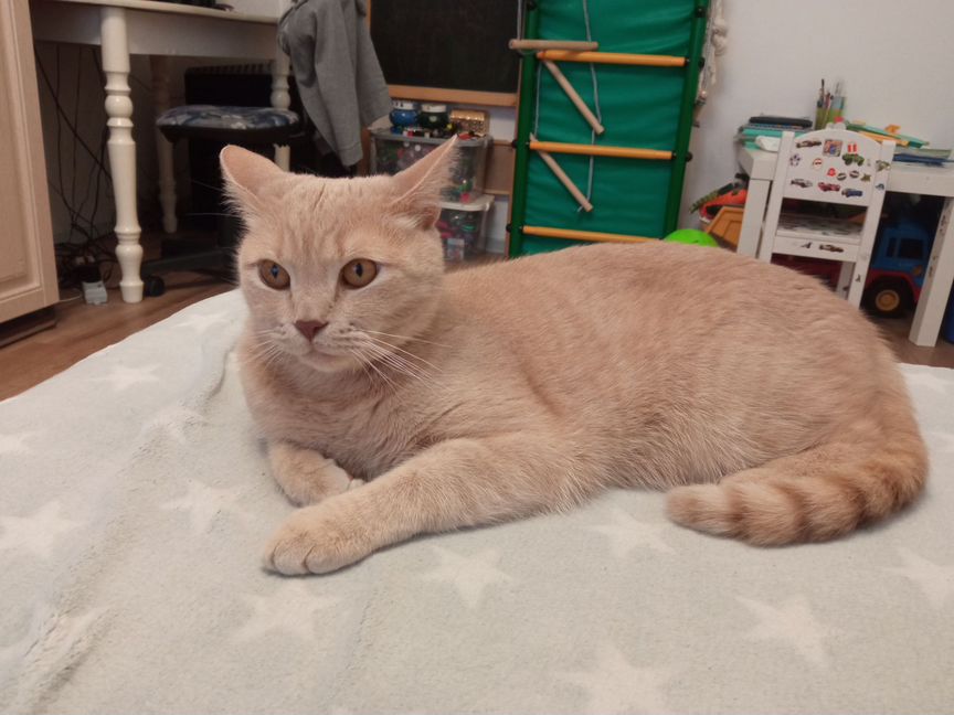 Отдам в хорошие руки бесплатно