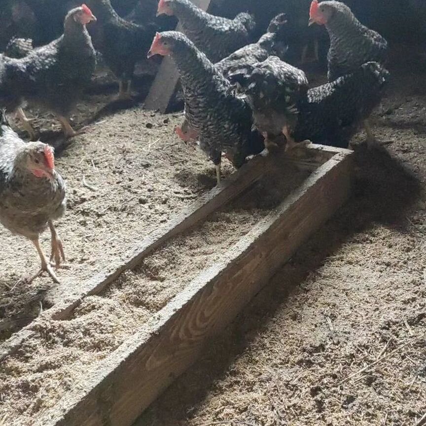 Петухи доминанты