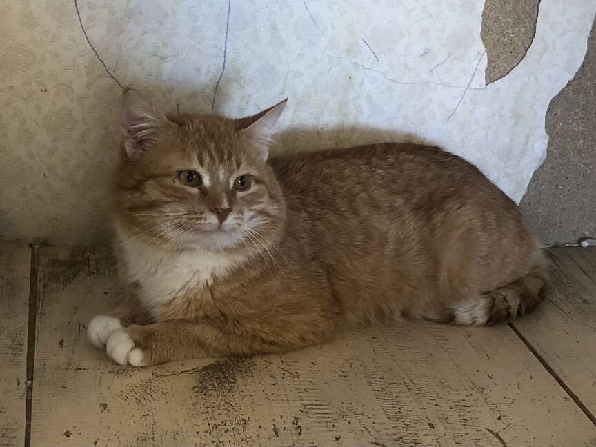Обыкновенный рыжий кот