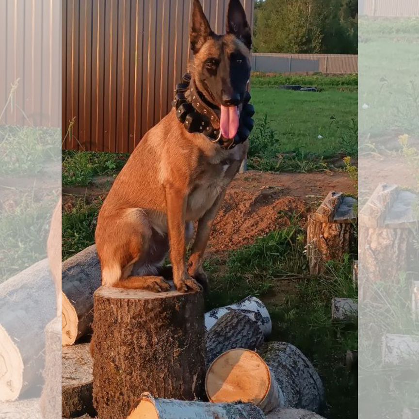 Нужен кобель для малинуа