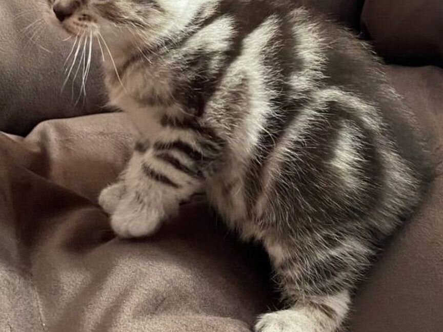 Кошки породистые вислоухие