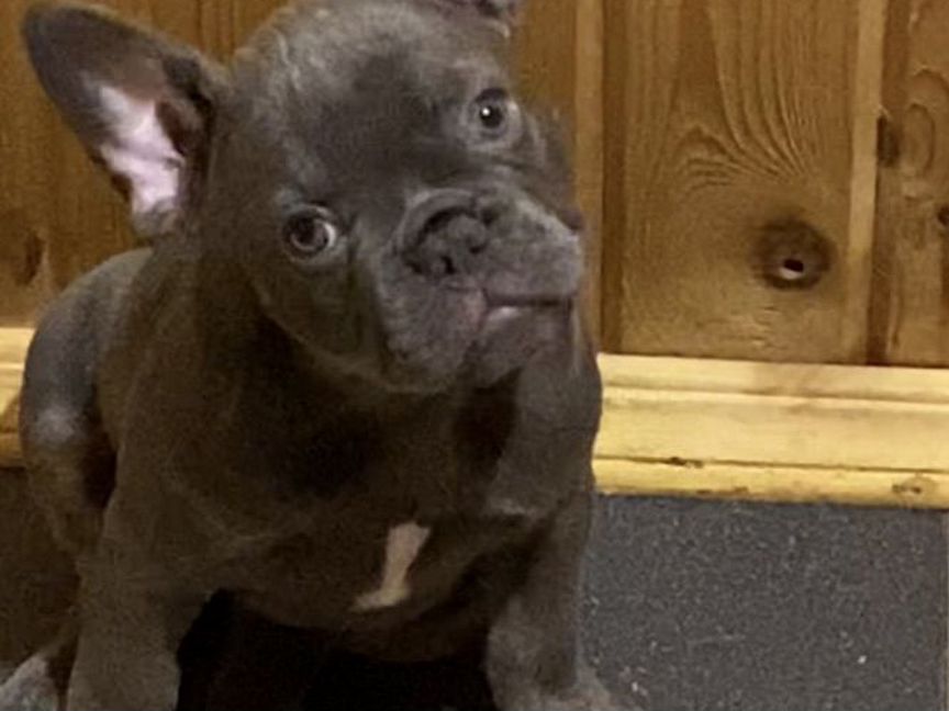 Французский бульдог