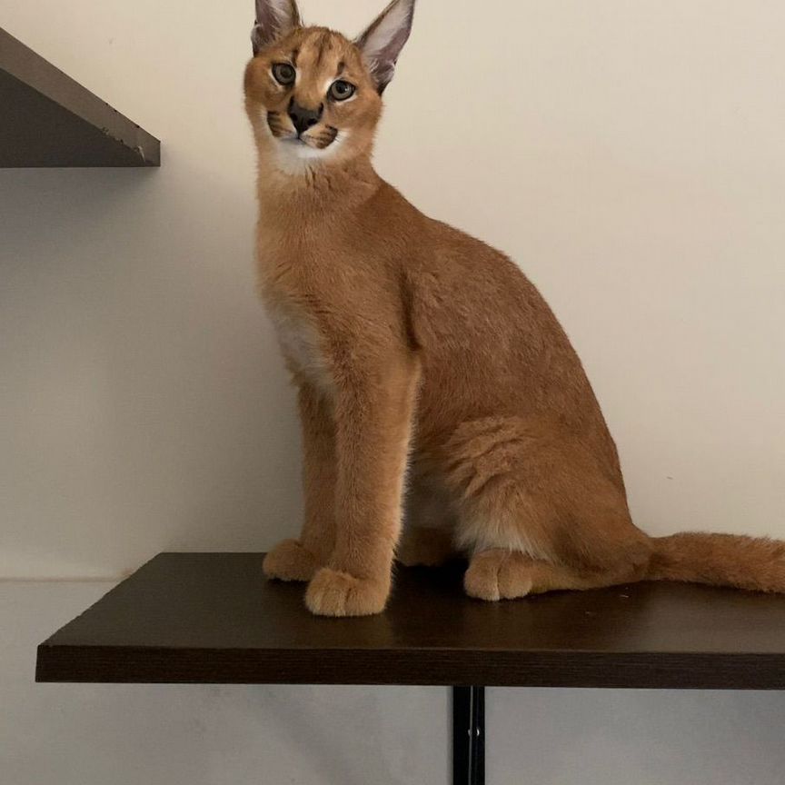 Котик каракет 6,5 мес