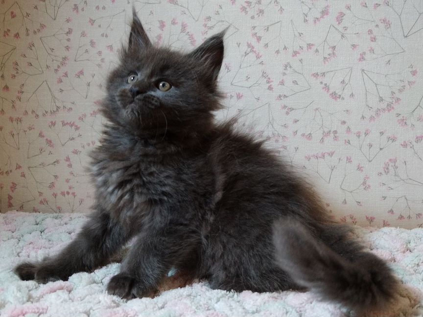 Кошечка мейн-кун полидакт