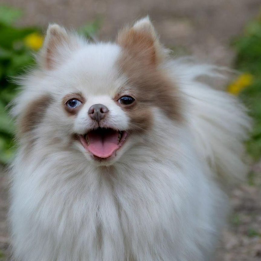 Померанский шпиц девочка