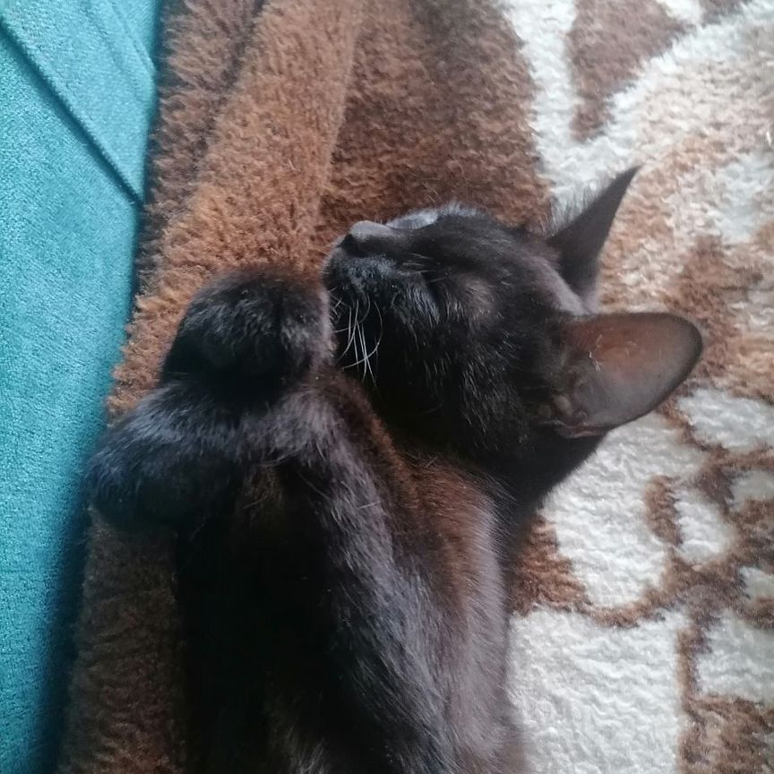 Котенок Парсифаль в добрые руки