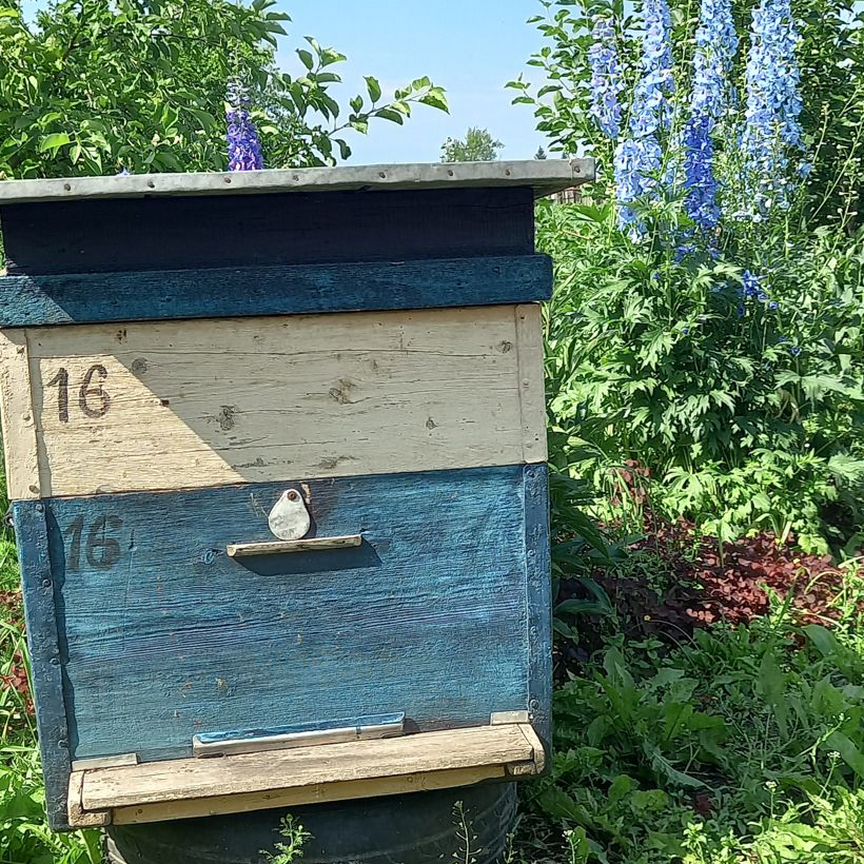 Улья для пчёл