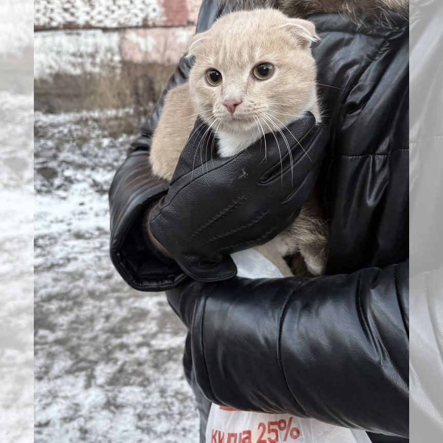 Шотландский вислоухий короткошёрстный котёнок